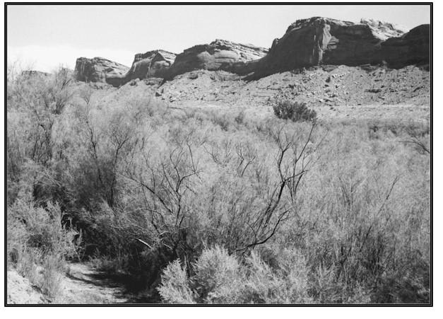 Comb Wash 2 (below Road Canyon) | San Juan County UT